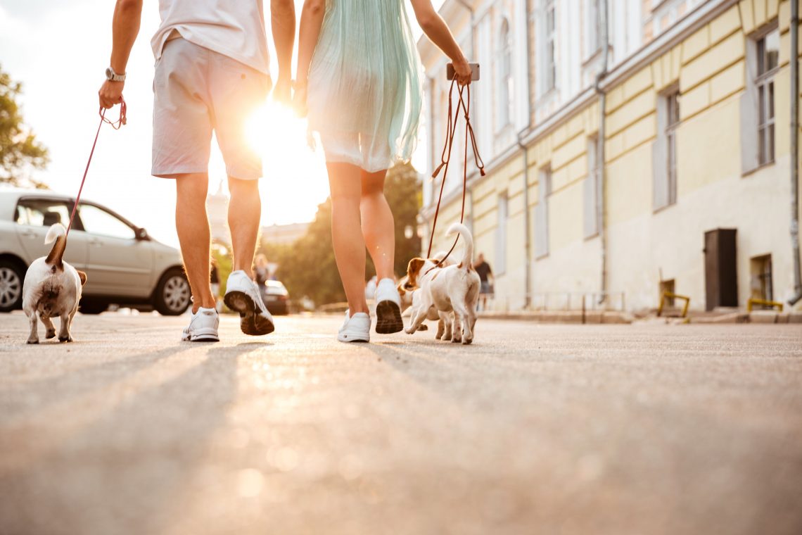 Walking Fido Alecia Goodman Blog